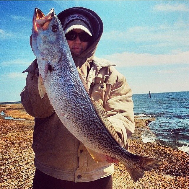 Weakfish | Surfcaster's Journal