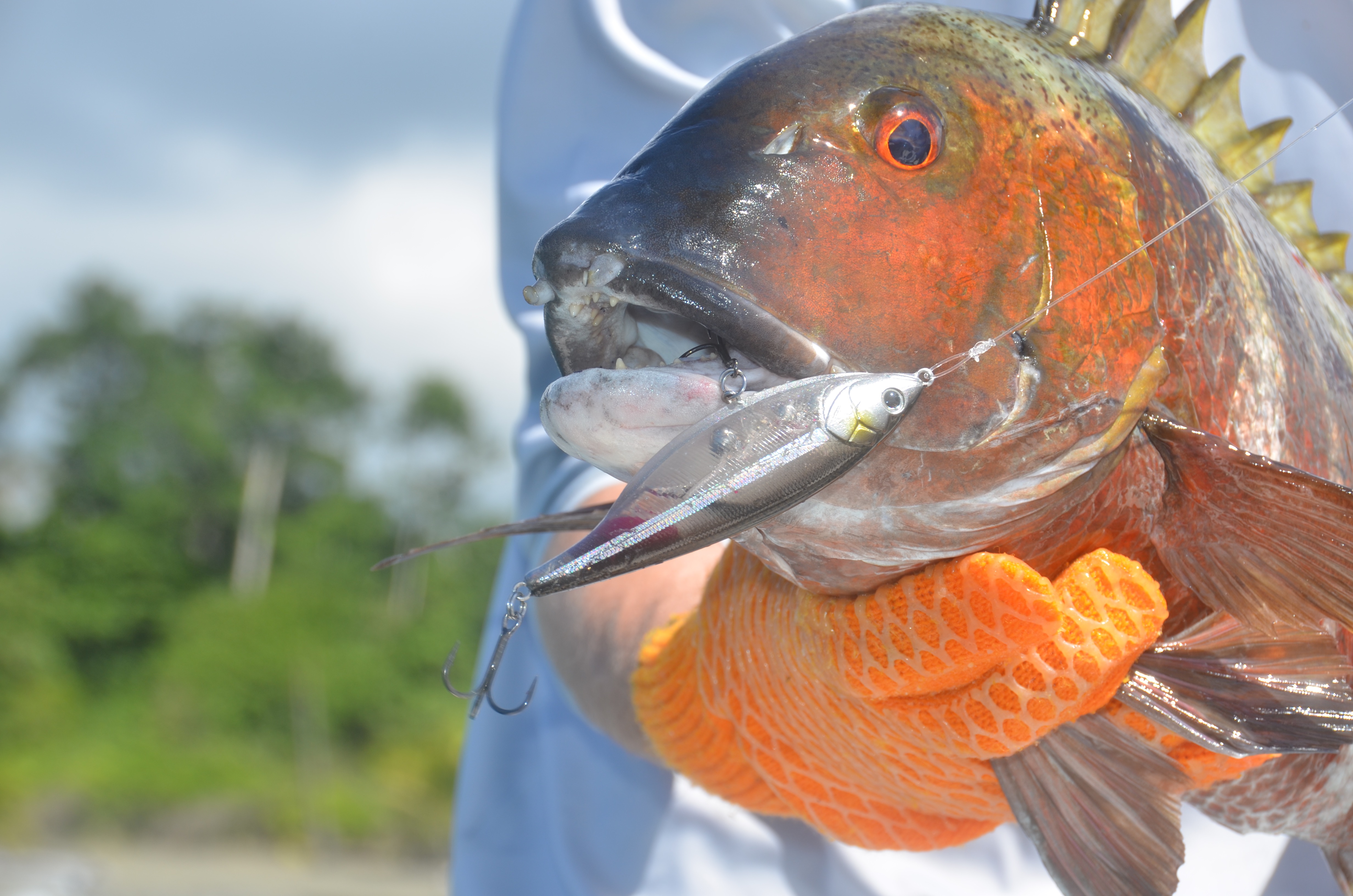 Costa Rica Diaries Part III -Sebile 2nd Generation Lures with video ...